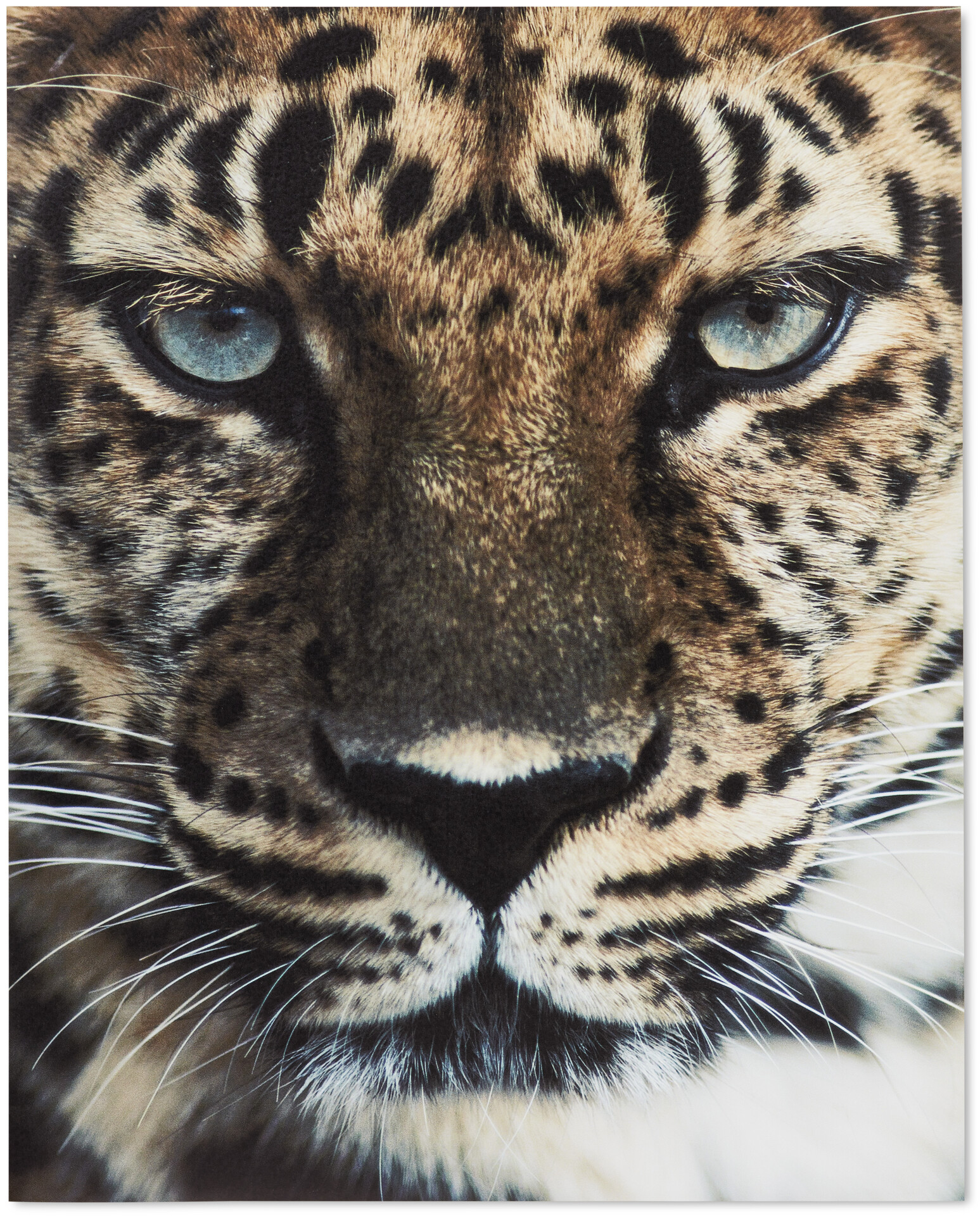 Amur Leopard Poster, 40x50 cm | Mio