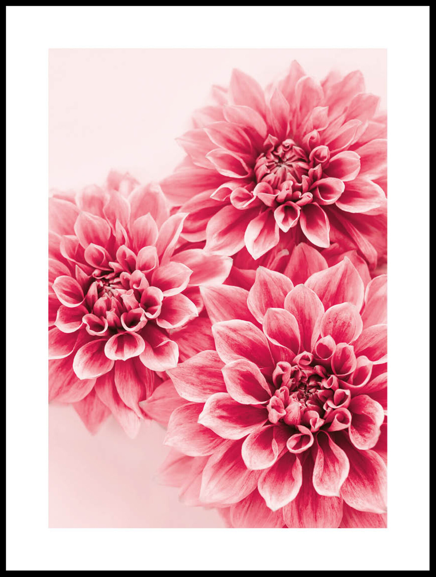 Dahlia Poster | Mio