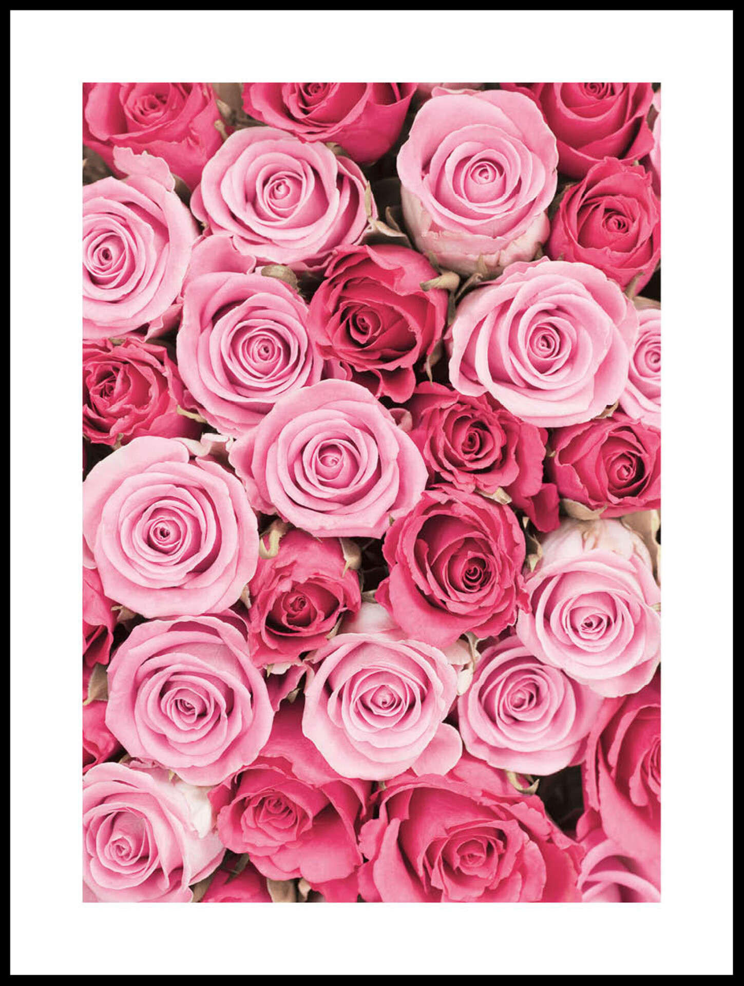 Rosor Rosor Rosor Poster | Mio