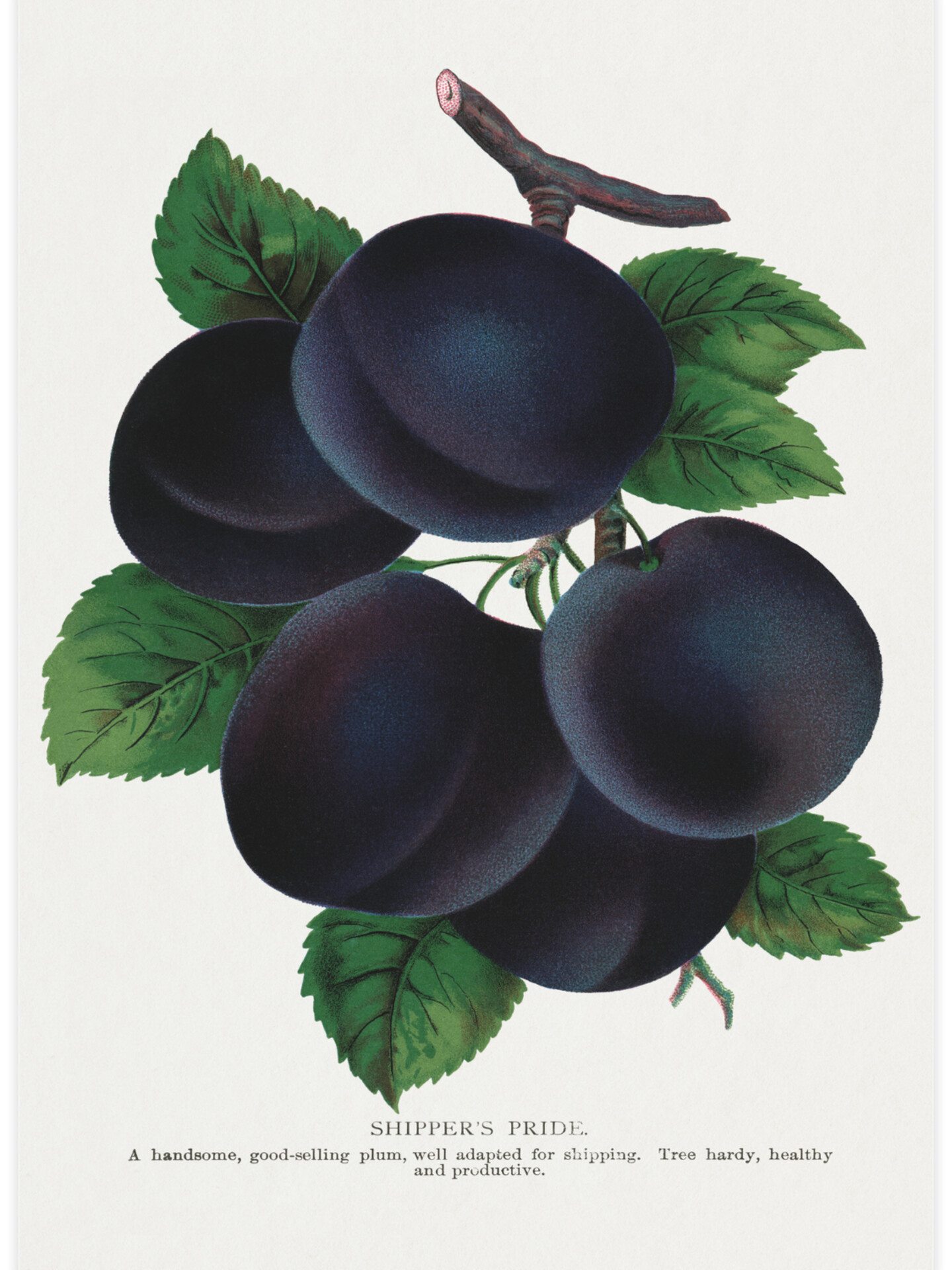 Shippers Pride Plum Poster | Mio
